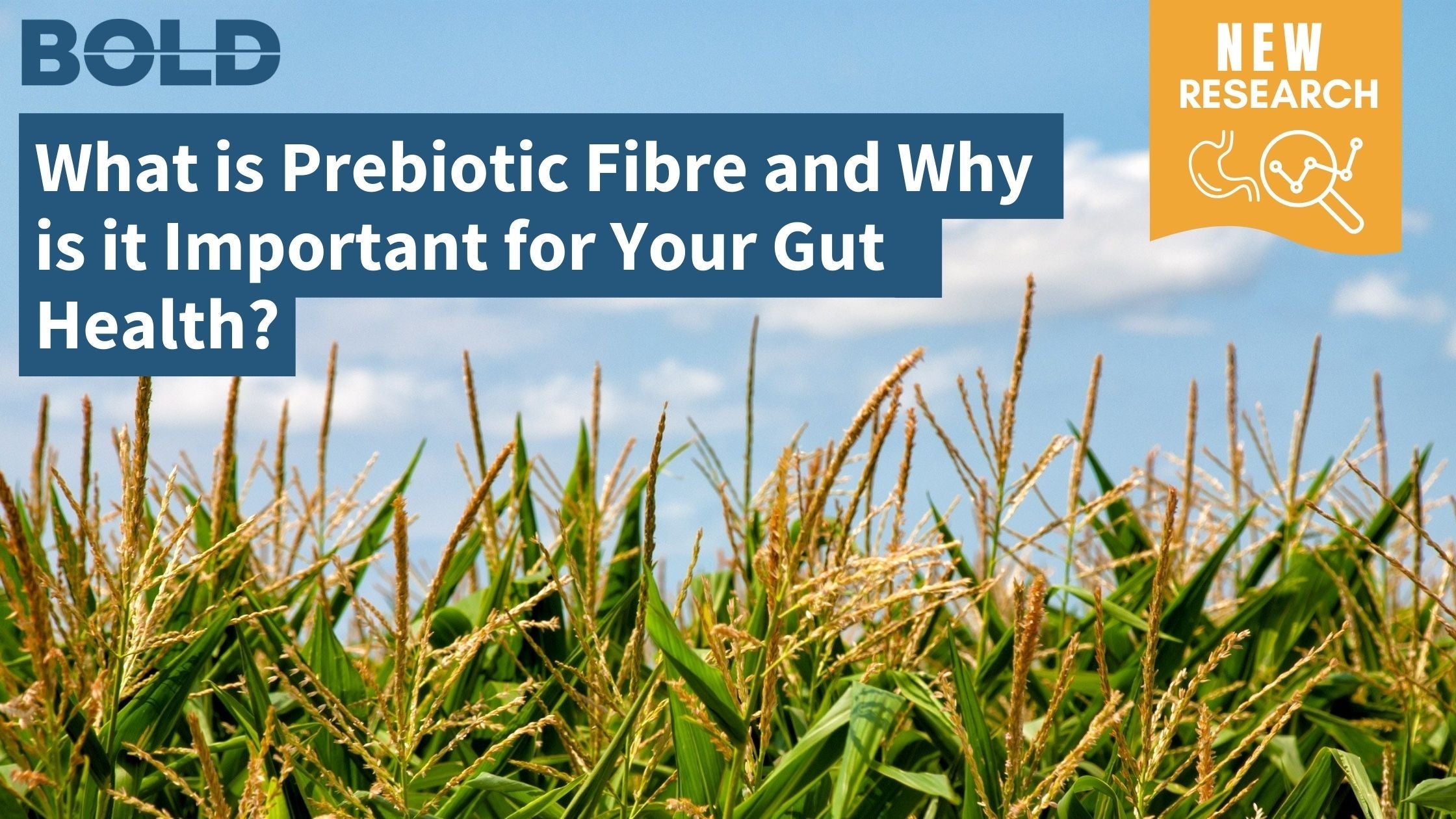 What is Prebiotic Fibre and Why is it Important for Your Gut Health? – BOLD